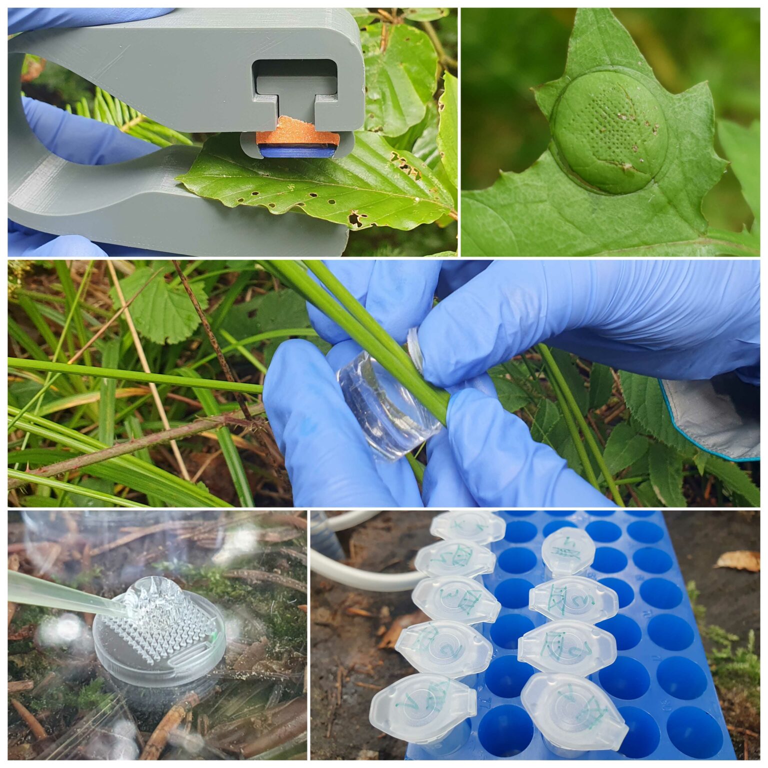 ⭐ Expedition in the Jorat forest – GenoRobotics